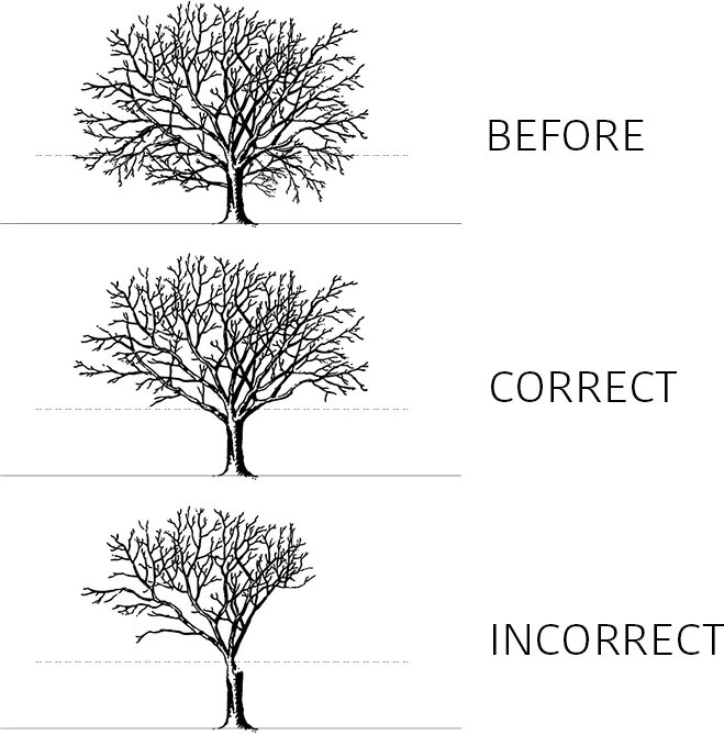 Russell Tree Experts — Pruning Guide