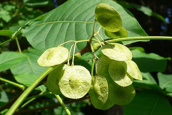 Russell Tree Experts — Wafer Ash