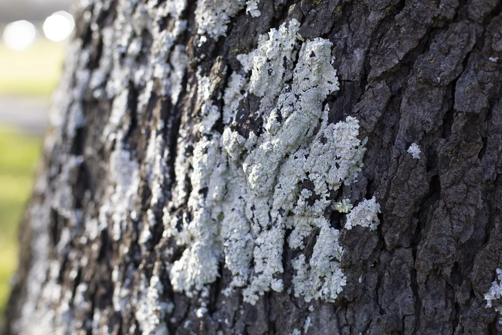 Lichen On Trees Bad