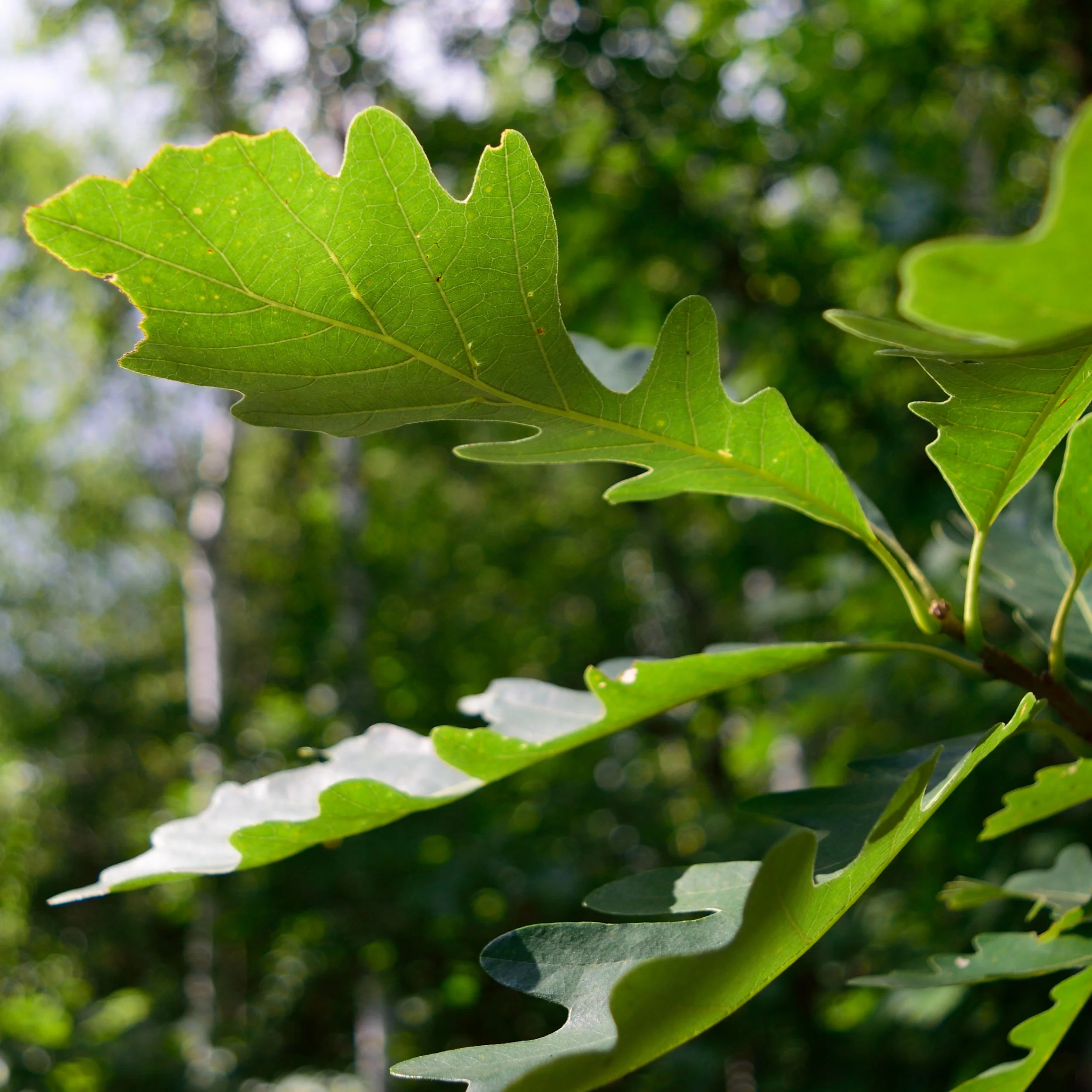 Russell Tree Experts The Mighty Bur Oak