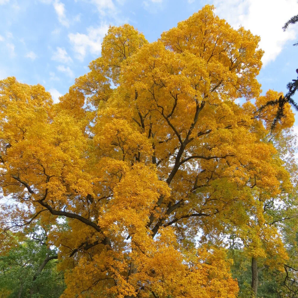 Russell Tree Experts — 10 Trees with Amazing Fall Color... and One You ...