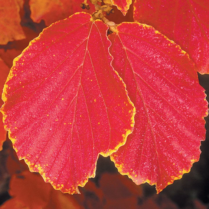 Russell Tree Experts — 10 Trees with Amazing Fall Color... and One You ...