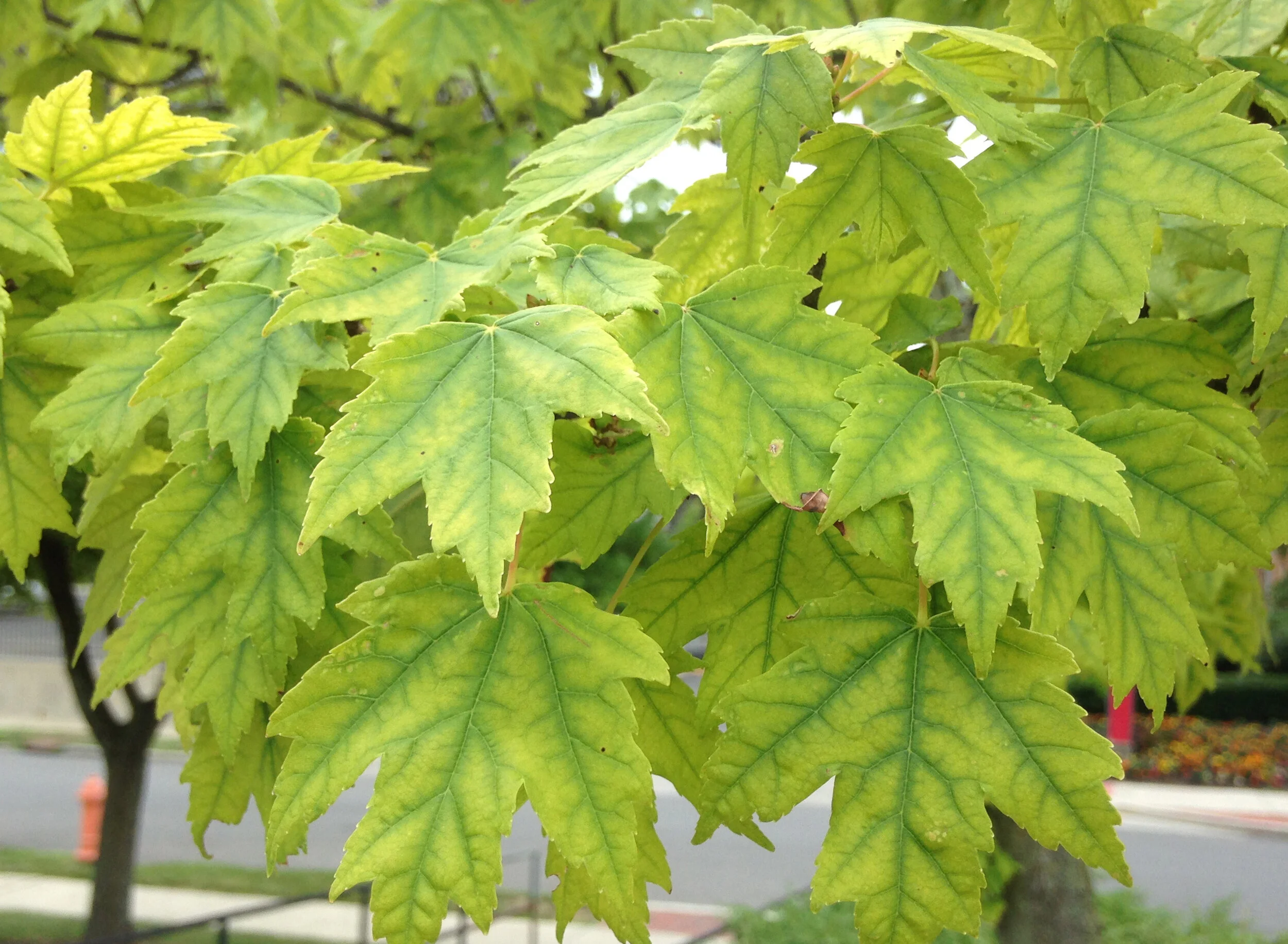 Russell Tree Experts — 10 Trees with Amazing Fall Color... and One You ...