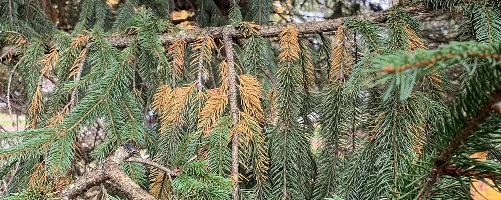 Russell Tree Experts — Identifying & Managing Rhizosphaera Needle Cast