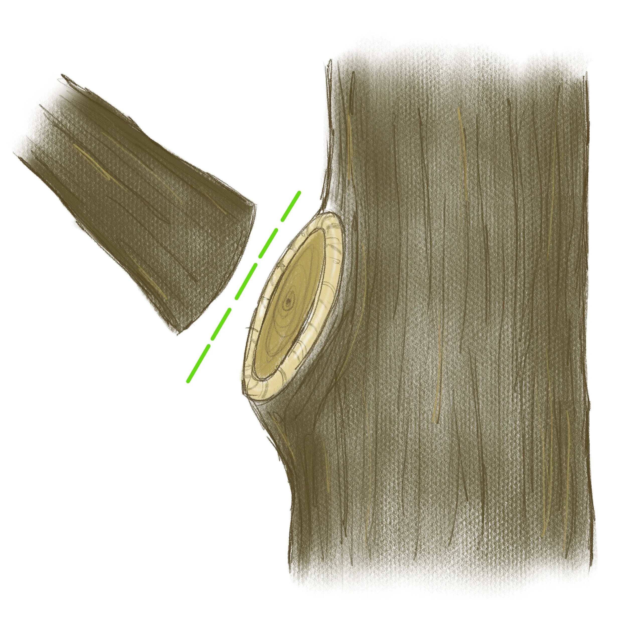Russell Tree Experts — Bend So You Don’t Break