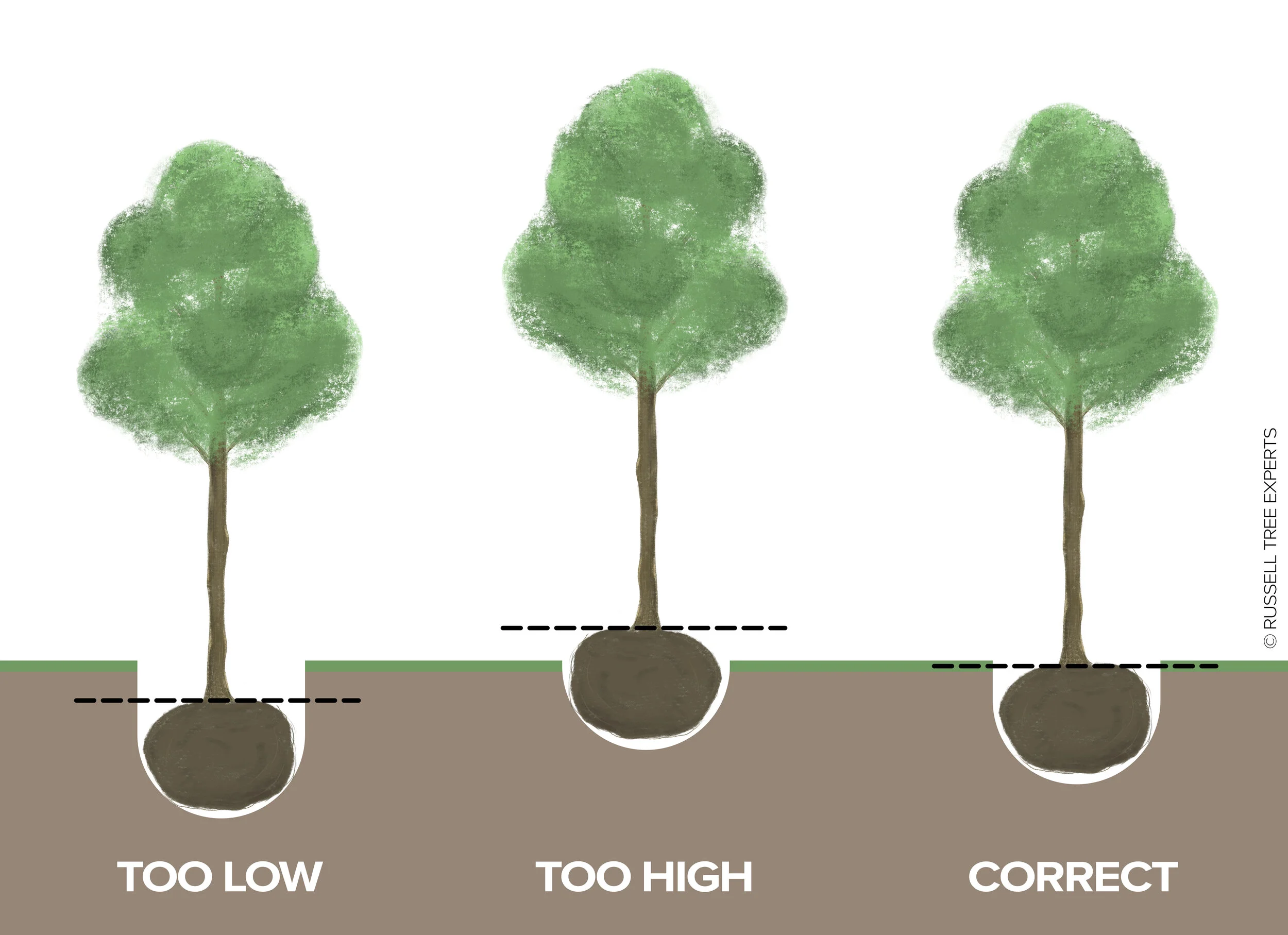 Just recently planted these fruit trees , are they planted too deep ...