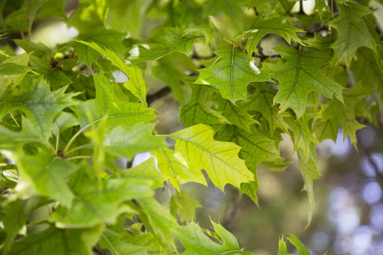 Russell Tree Experts — Iron and Manganese Deficiency