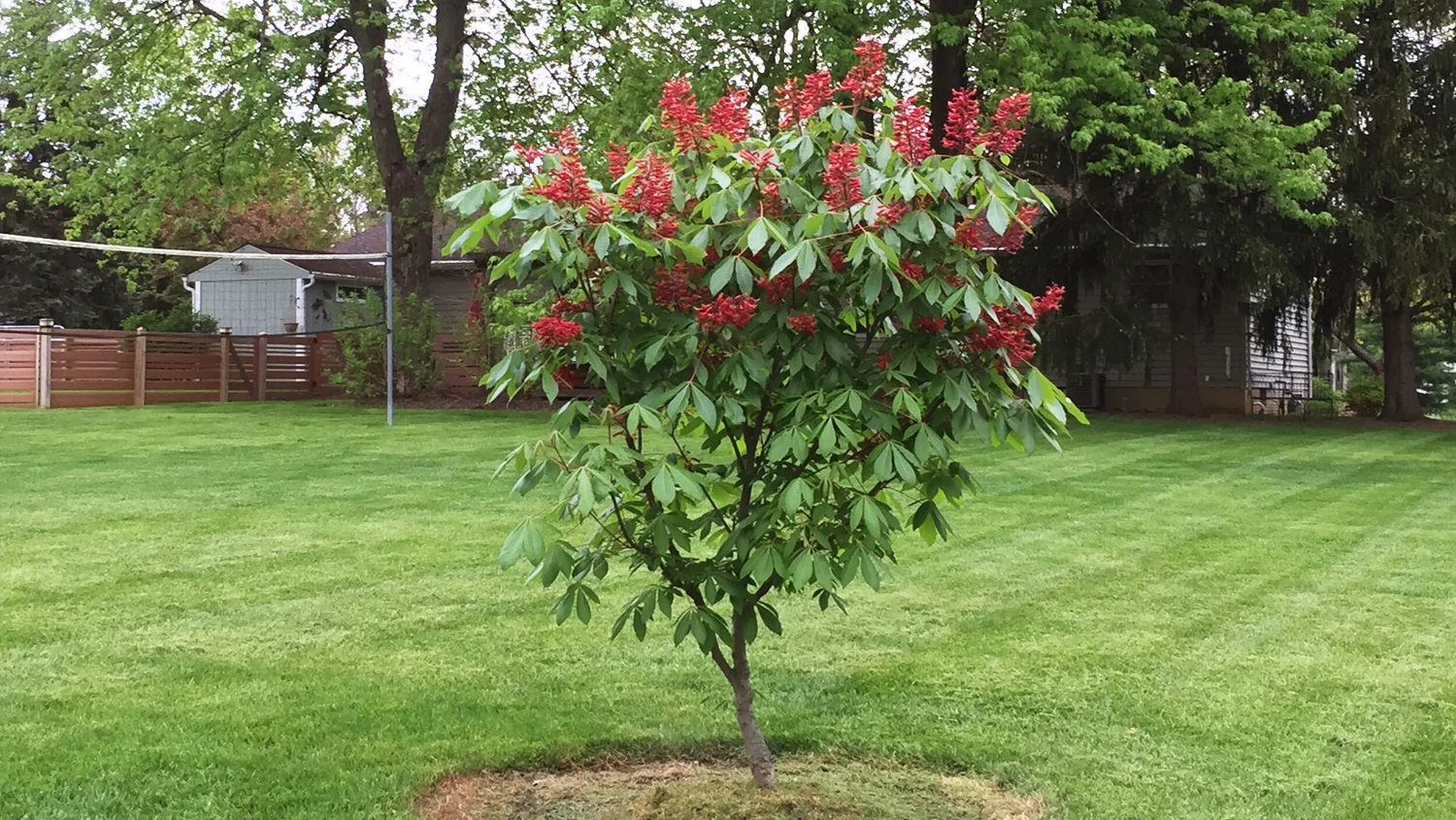 Russell Tree Experts — Trees that Love Wet "Feet"