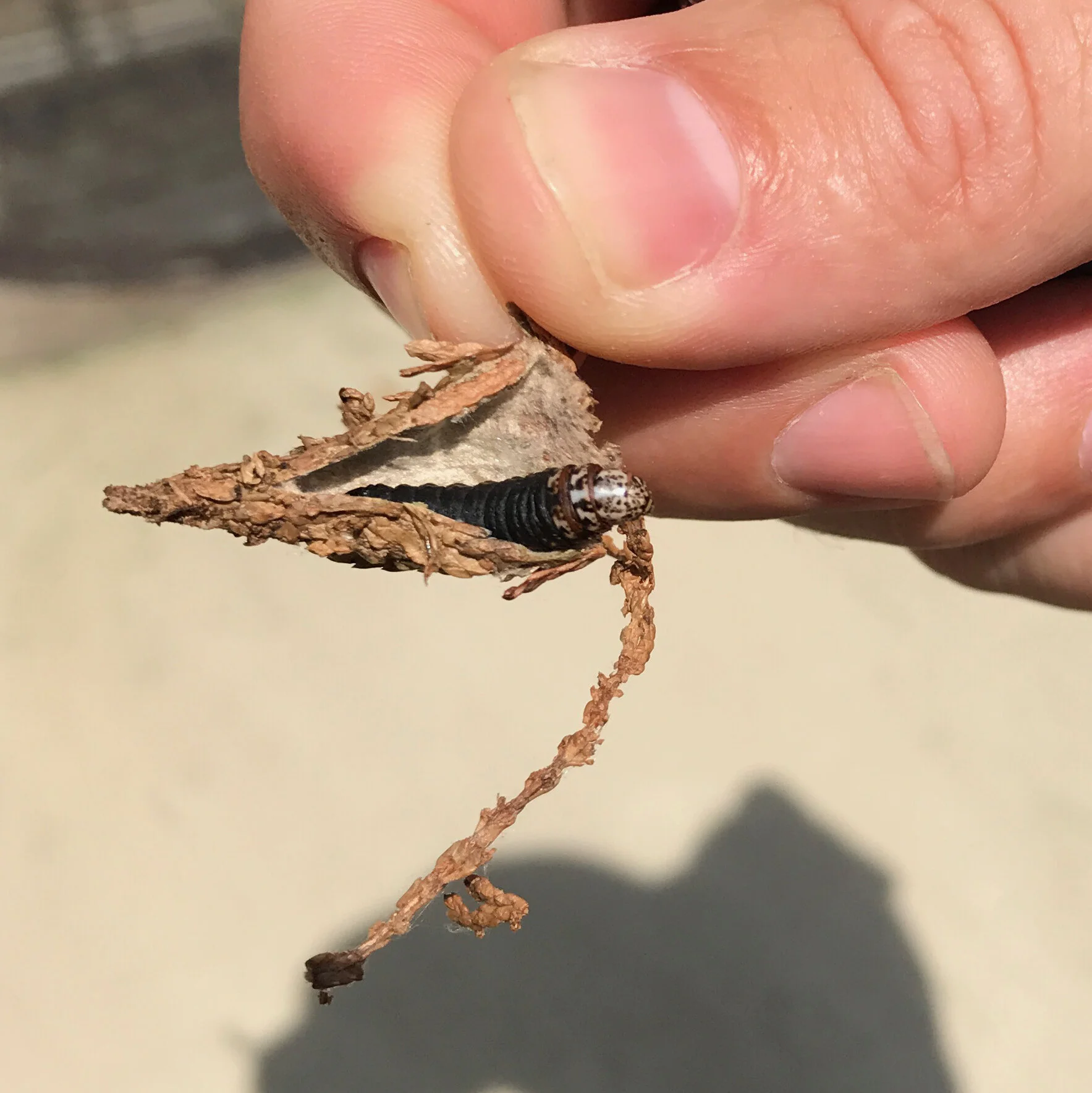 Russell Tree Experts — Worms by the Bagful