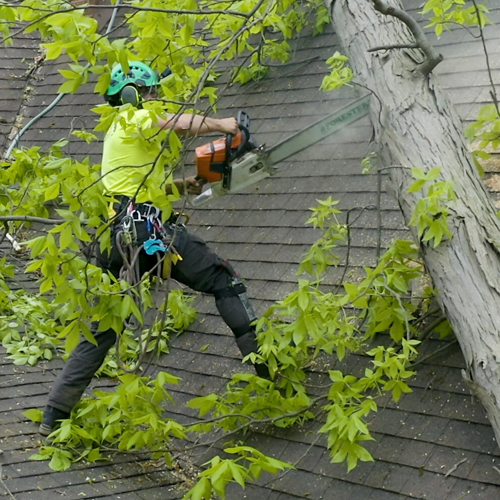 Russell Tree Experts — Overview