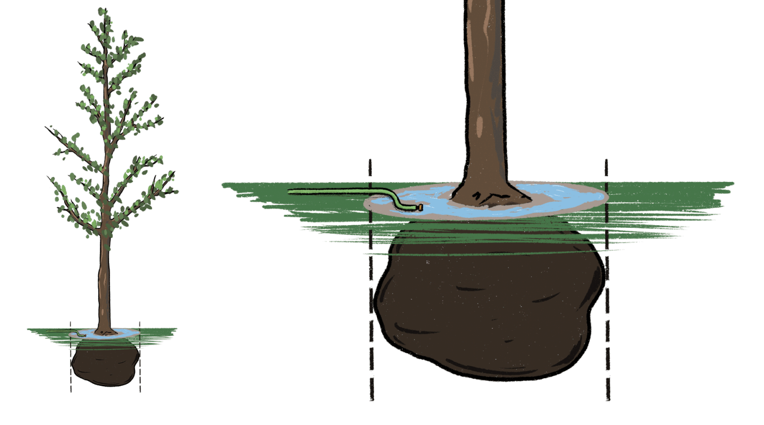 Russell Tree Experts — Best Practices for Watering Your Trees