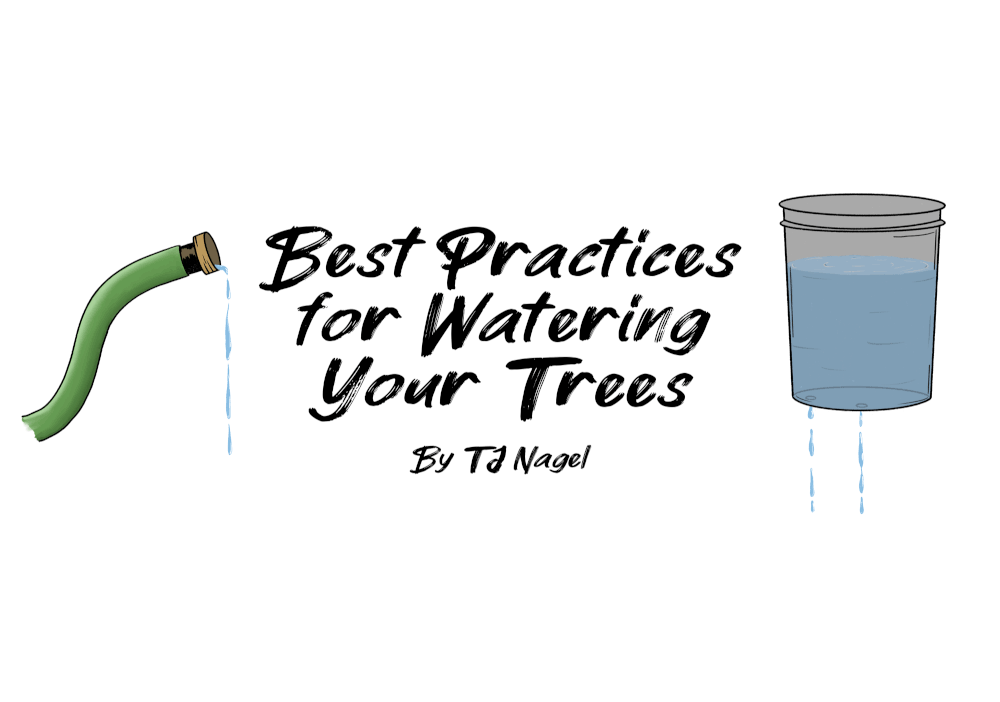 Russell Tree Experts — Best Practices for Watering Your Trees