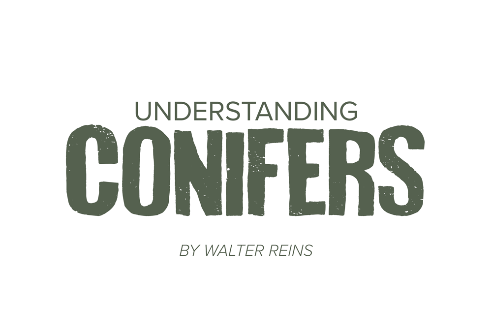 Russell Tree Experts — Understanding Conifers