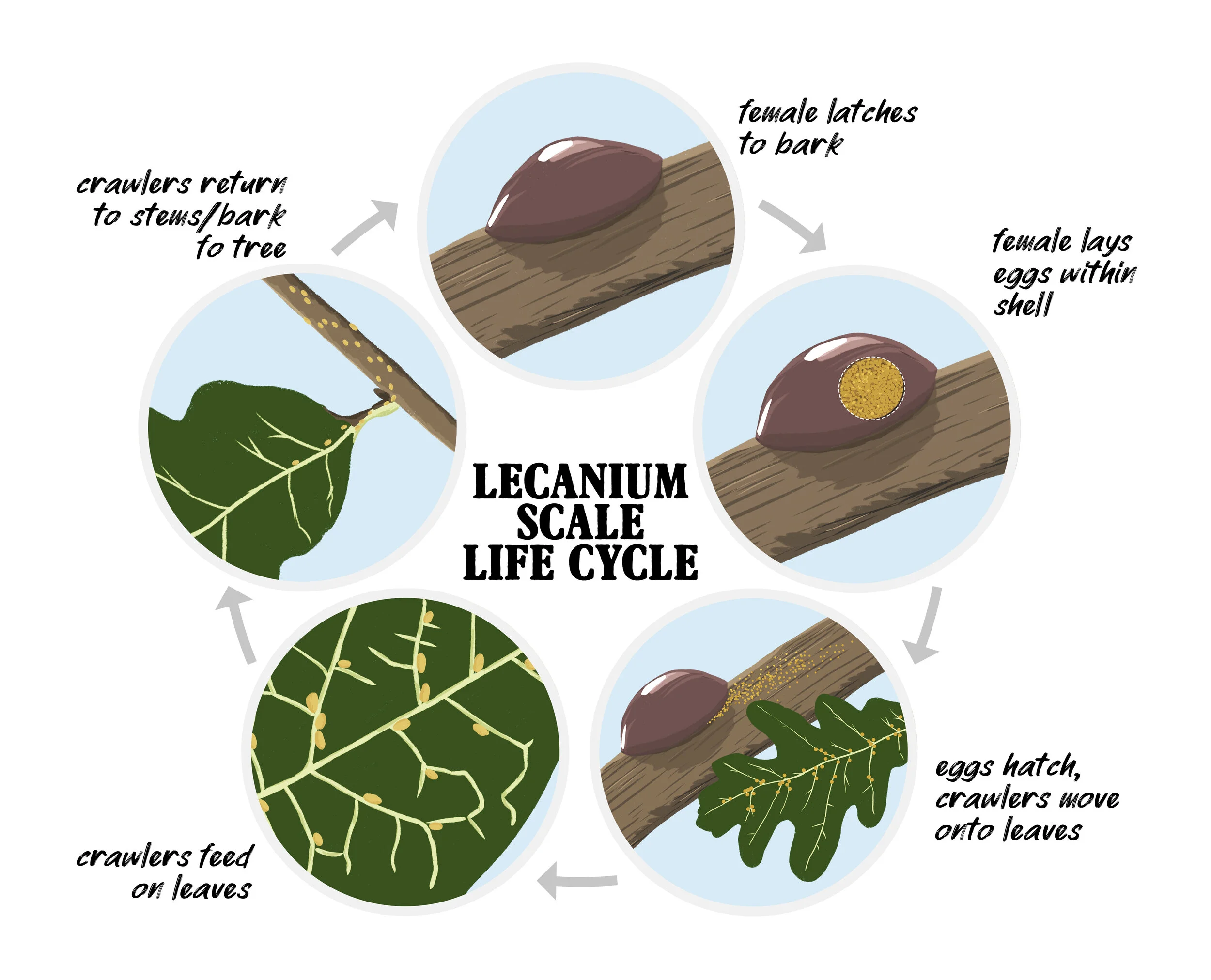 Russell Tree Experts — Lecanium Scale (Part One)