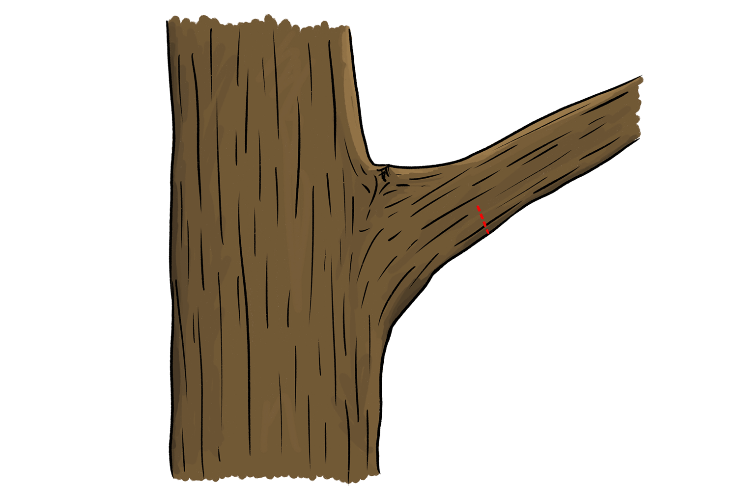 Russell Tree Experts — The 3 Cut Method