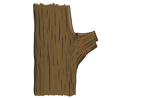 Russell Tree Experts — The 3 Cut Method