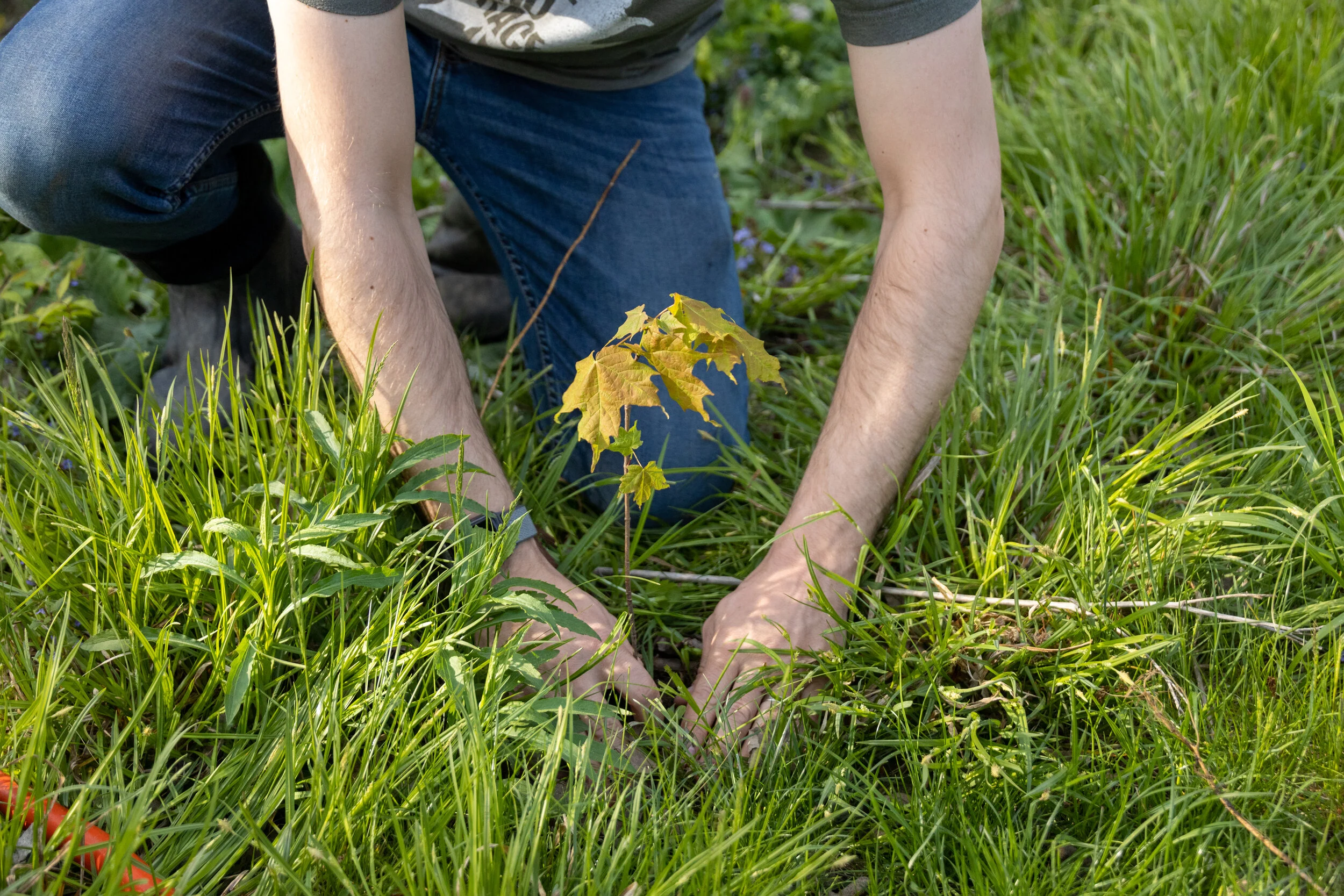 Russell Tree Experts — Why is Tree Pruning Important?