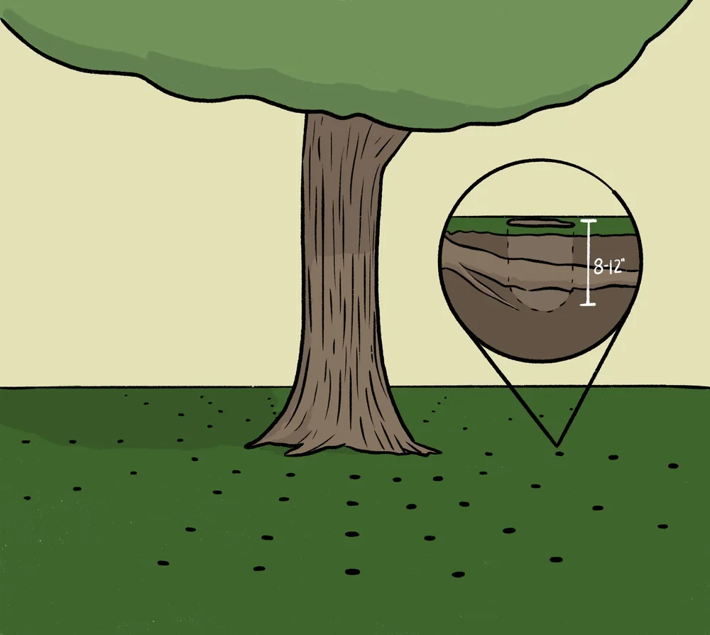 Russell Tree Experts — Root for Your Roots!