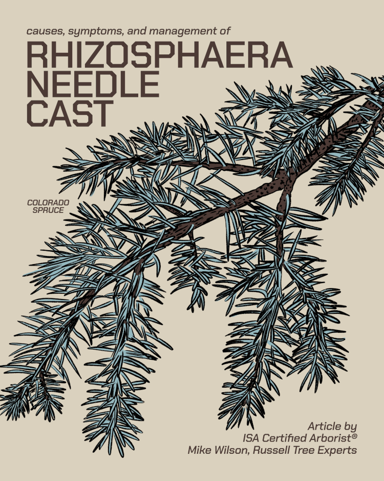 Russell Tree Experts — Rhizosphaera Needle Cast: Causes, Symptoms, and ...