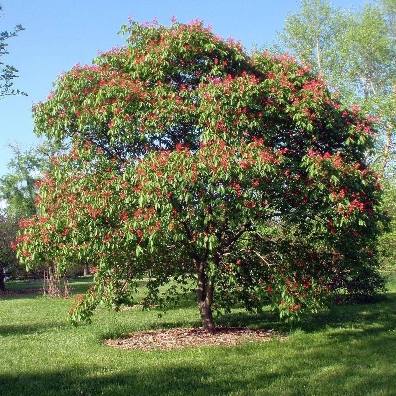 Russell Tree Experts — 10 Trees to Add Spring Color to Your Landscape!