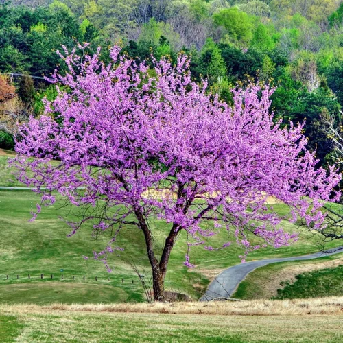 Russell Tree Experts — The Forest Pansy Redbud!