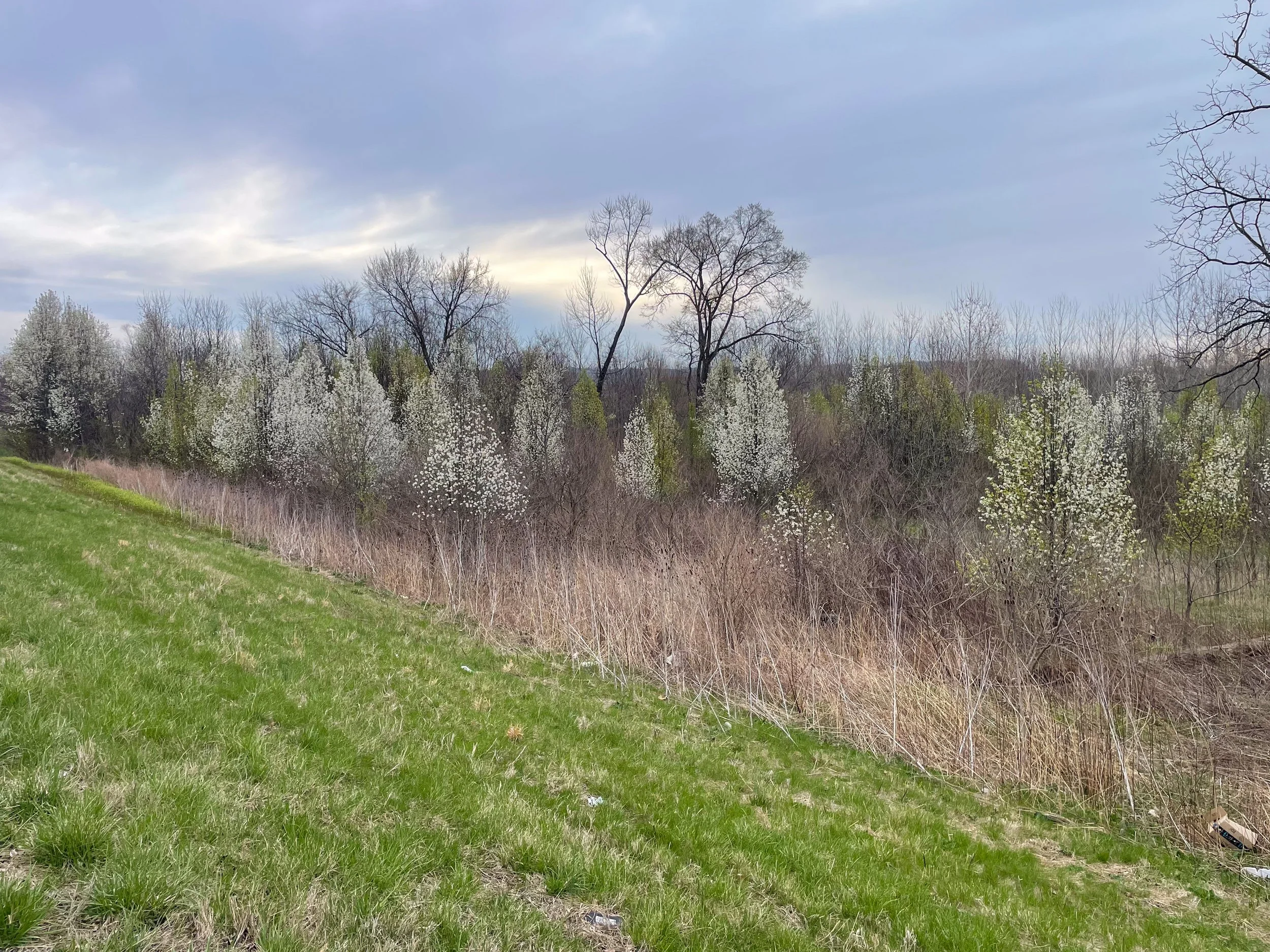 Russell Tree Experts — The Invasive & Illegal Callery Pear