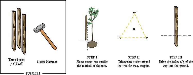 Russell Tree Experts — How and When to Stake a Tree