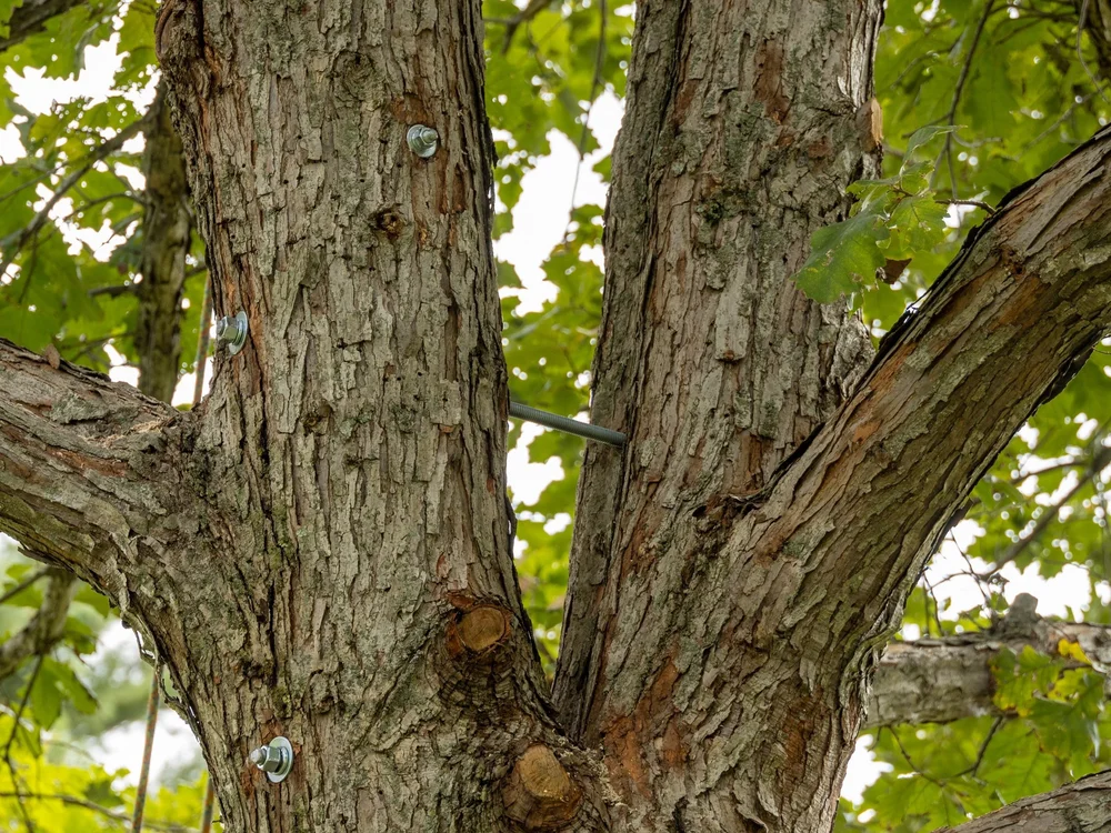 Russell Tree Experts — Tree Bracing