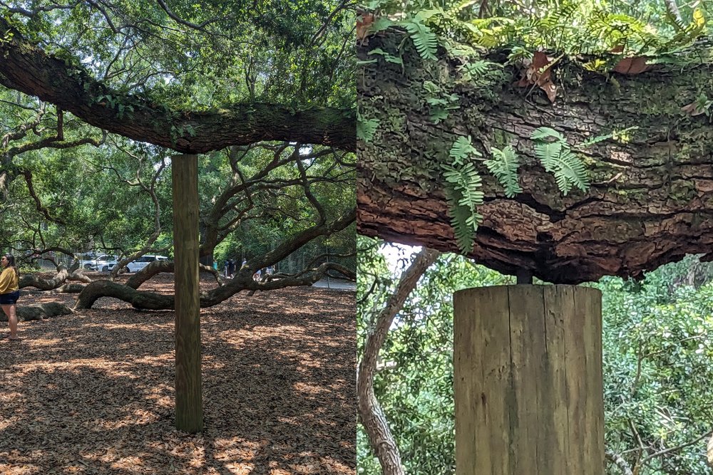 Russell Tree Experts — Anatomical Upgrades for Your Trees!