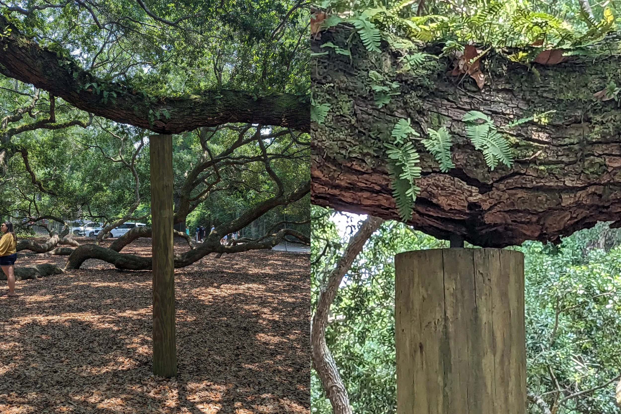 Russell Tree Experts — Anatomical Upgrades for Your Trees!