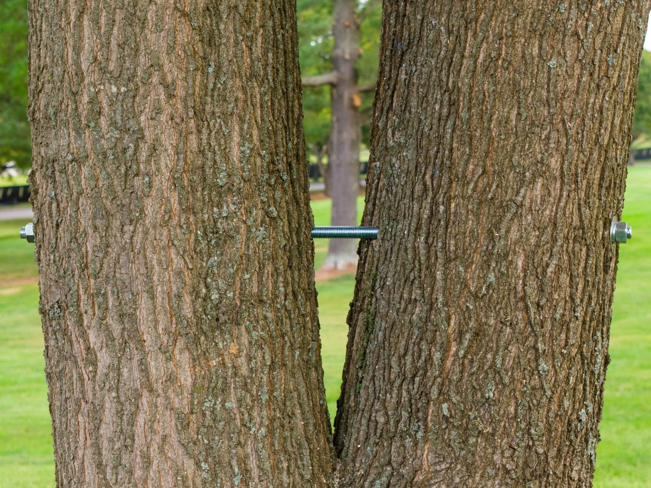 Russell Tree Experts — Tree Bracing