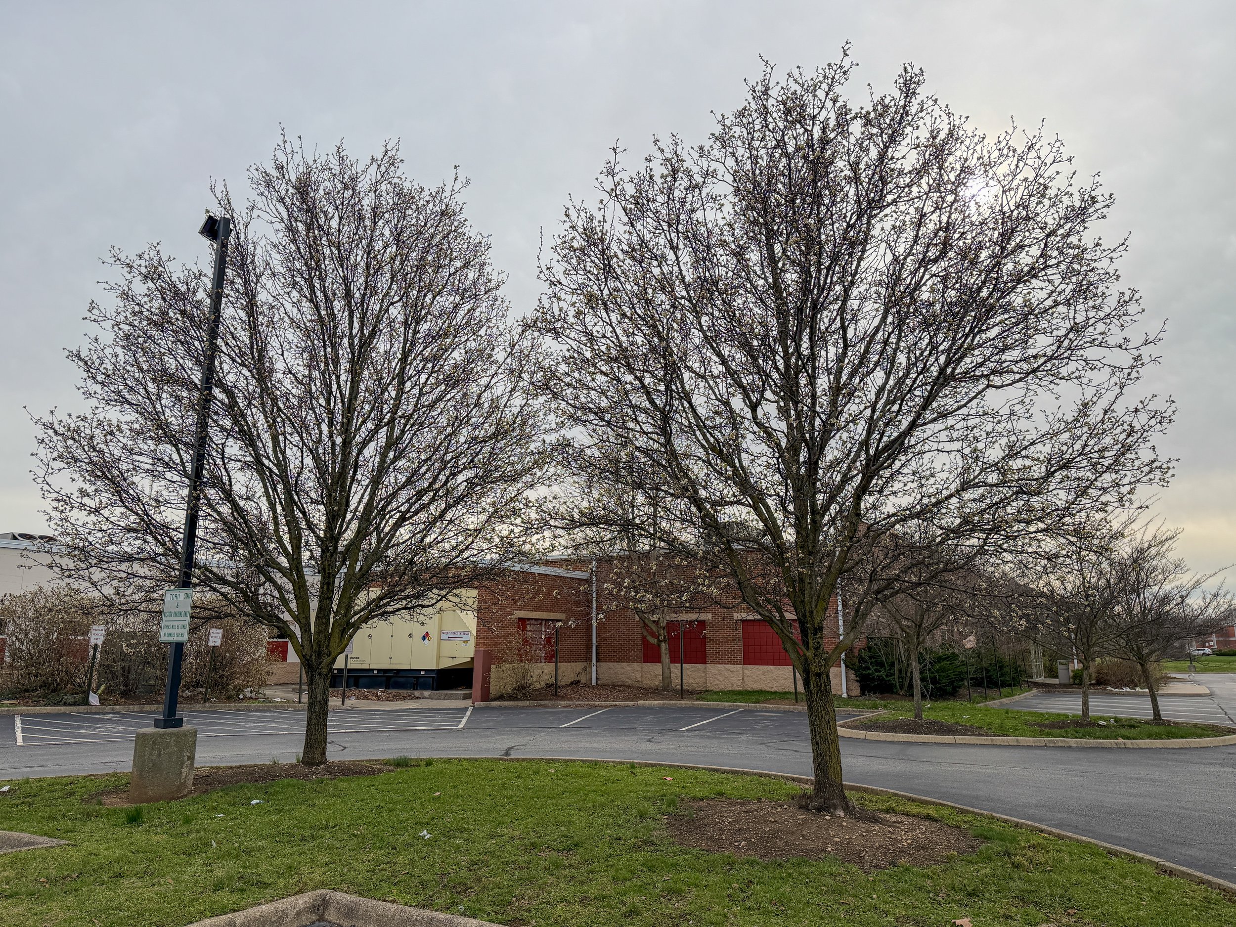Russell Tree Experts — The Invasive & Illegal Callery Pear
