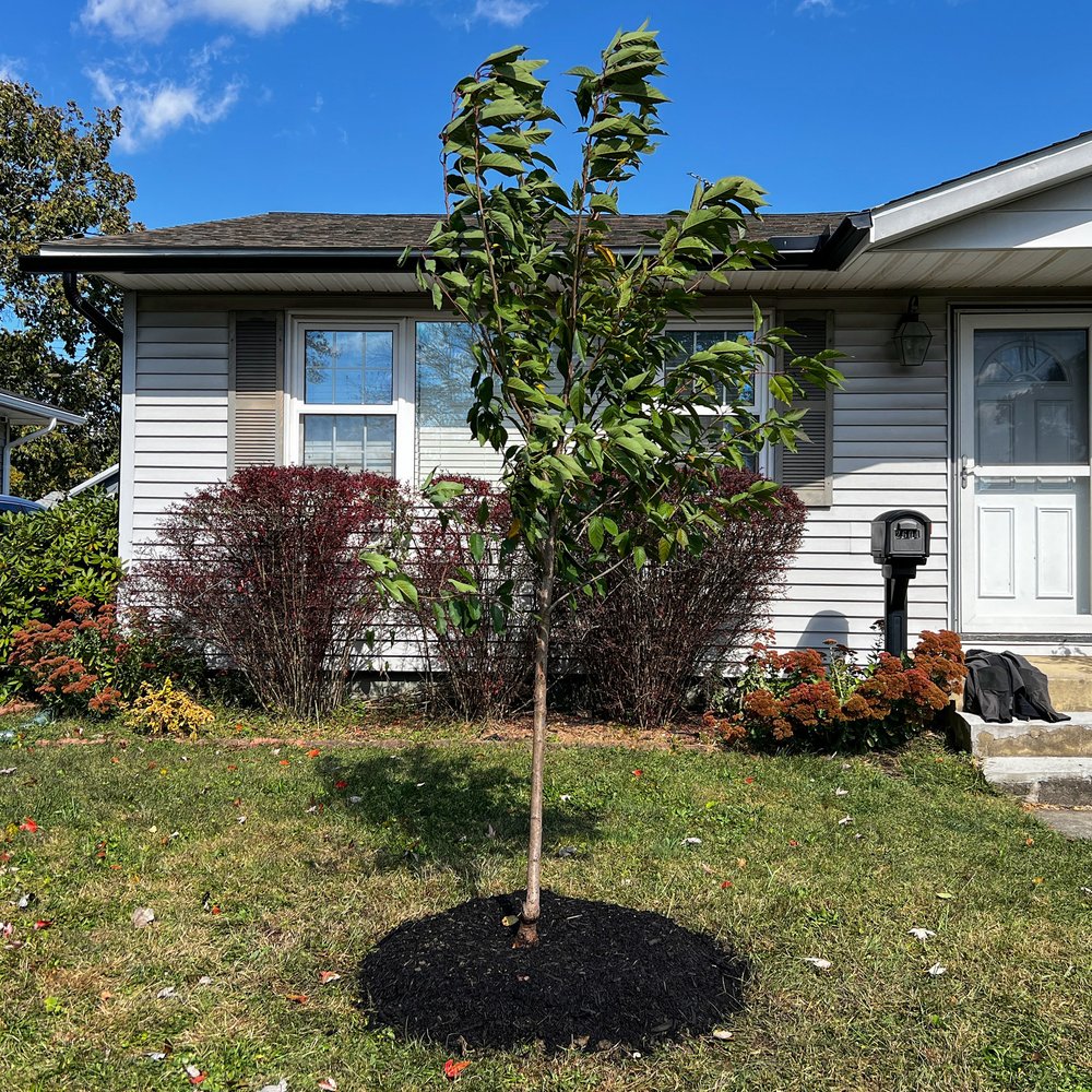 Russell Tree Experts — Mulch Volcanoes & The Hidden Dangers