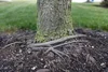 Russell Tree Experts — Mulch Volcanoes & The Hidden Dangers