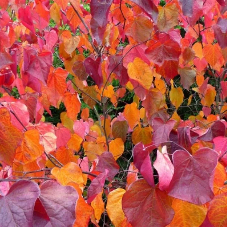 Russell Tree Experts — The Forest Pansy Redbud!