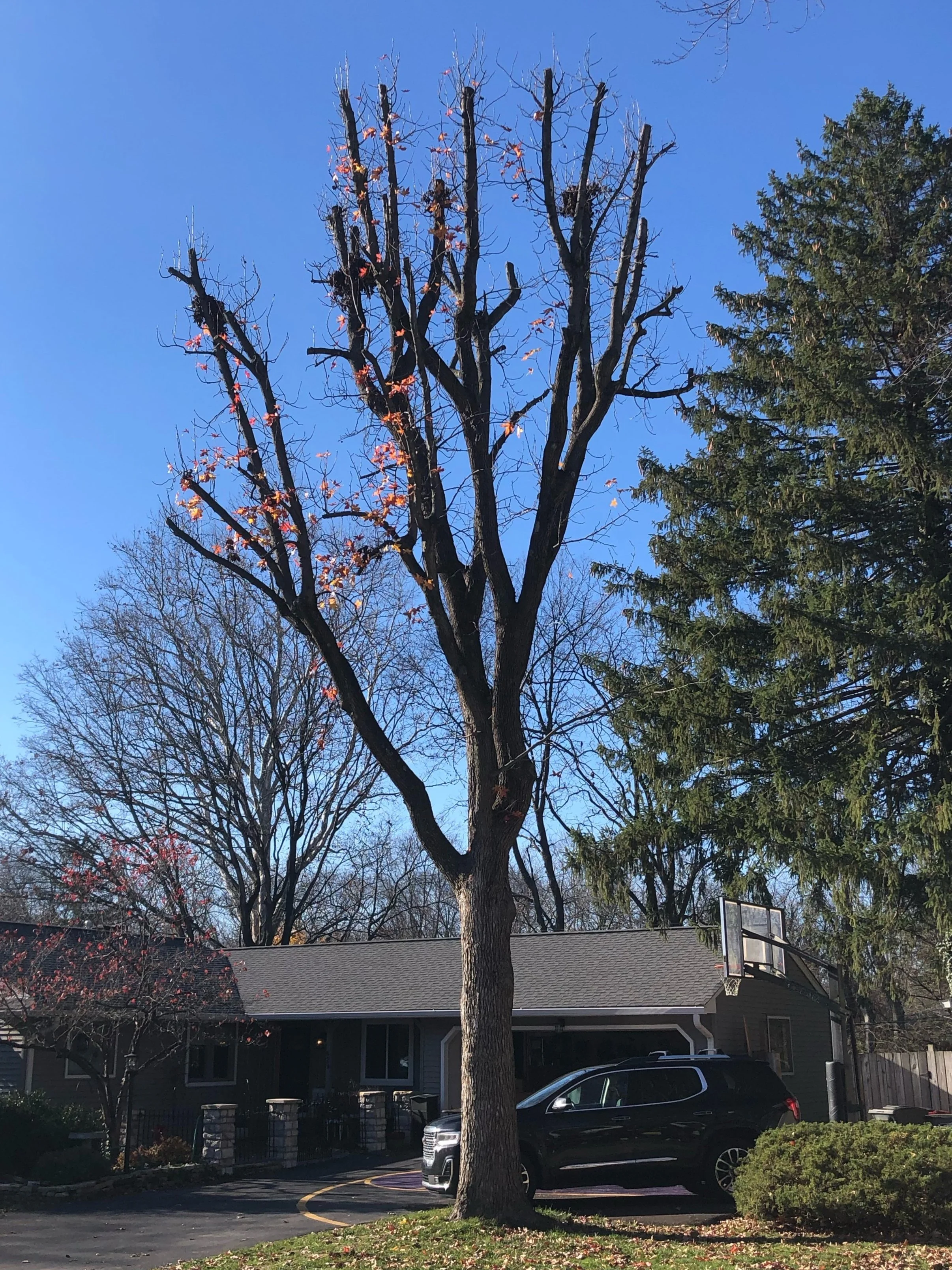 Russell Tree Experts — 6 Harmful Pruning Methods for Trees