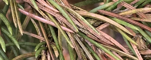Russell Tree Experts — Rhizosphaera Needle Cast: Causes, Symptoms, and ...