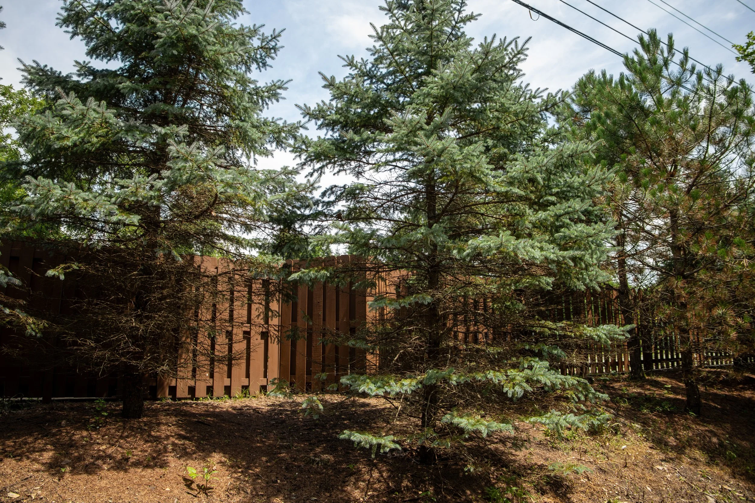 Russell Tree Experts — Rhizosphaera Needle Cast: Causes, Symptoms, and ...