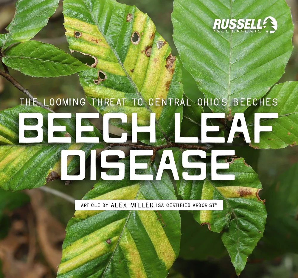 Russell Tree Experts — Beech Leaf Disease: The Looming Threat to ...