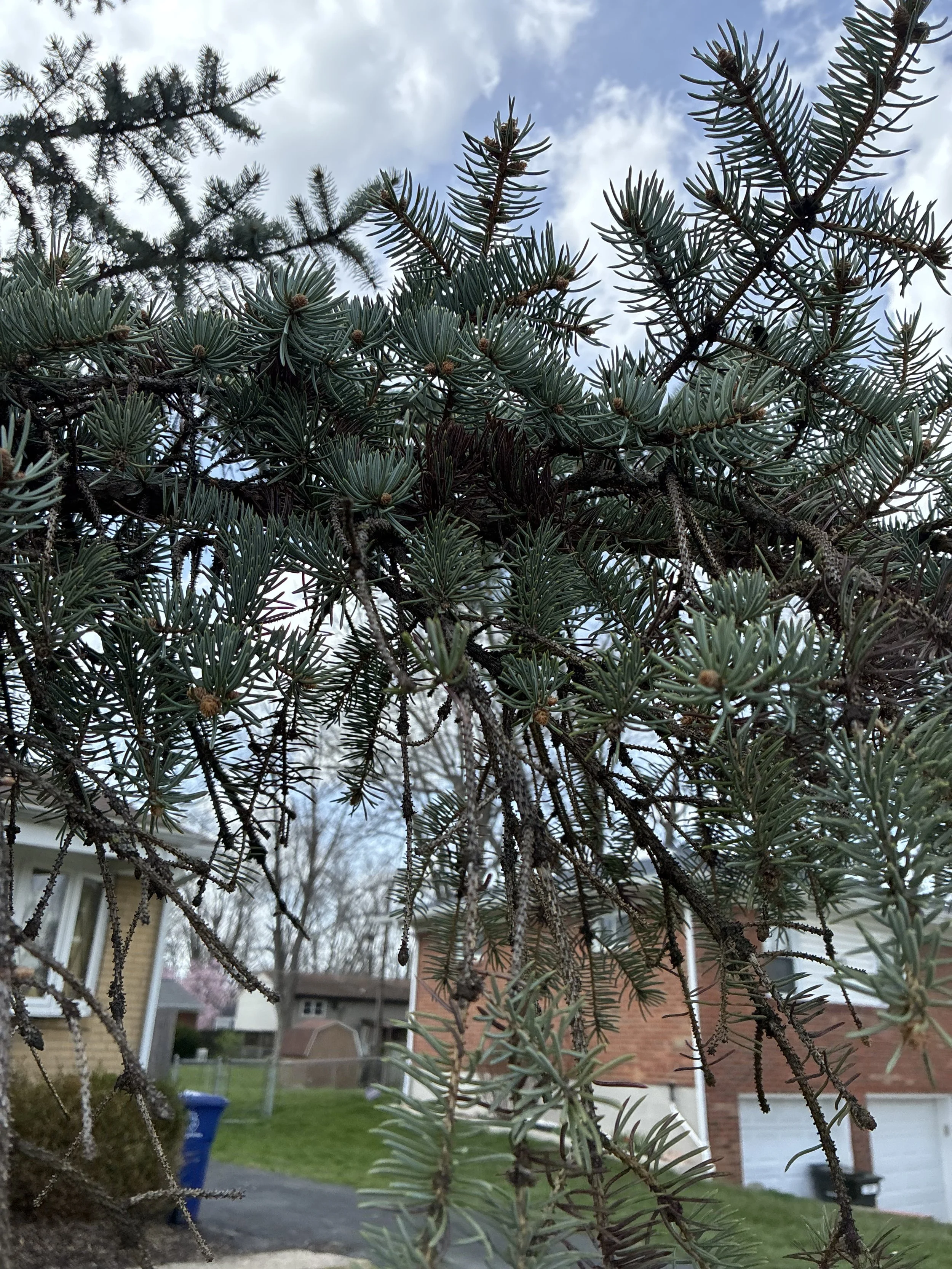 Russell Tree Experts — Rhizosphaera Needle Cast: Causes, Symptoms, and ...