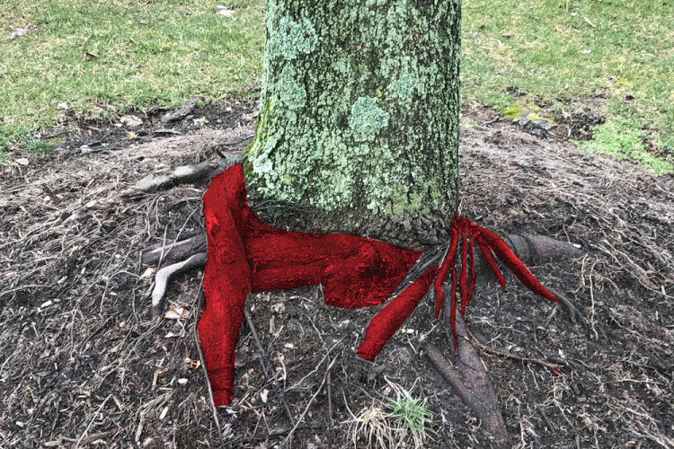 Russell Tree Experts — How to Plant a Balled-and-Burlapped Tree!