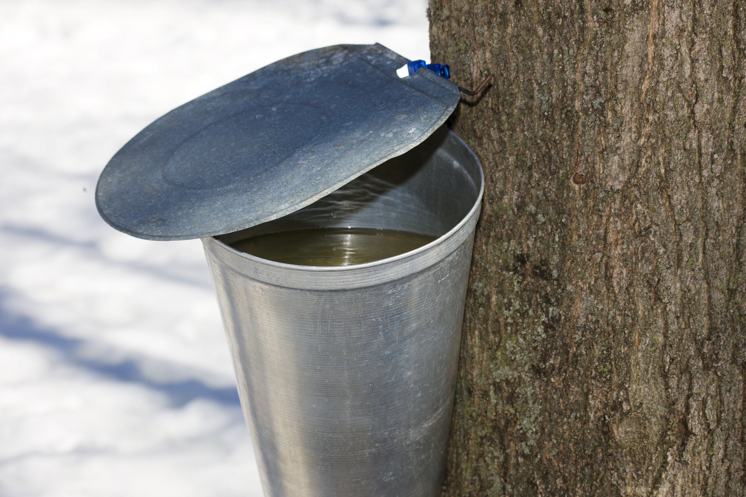 Russell Tree Experts — The Sugar Maple