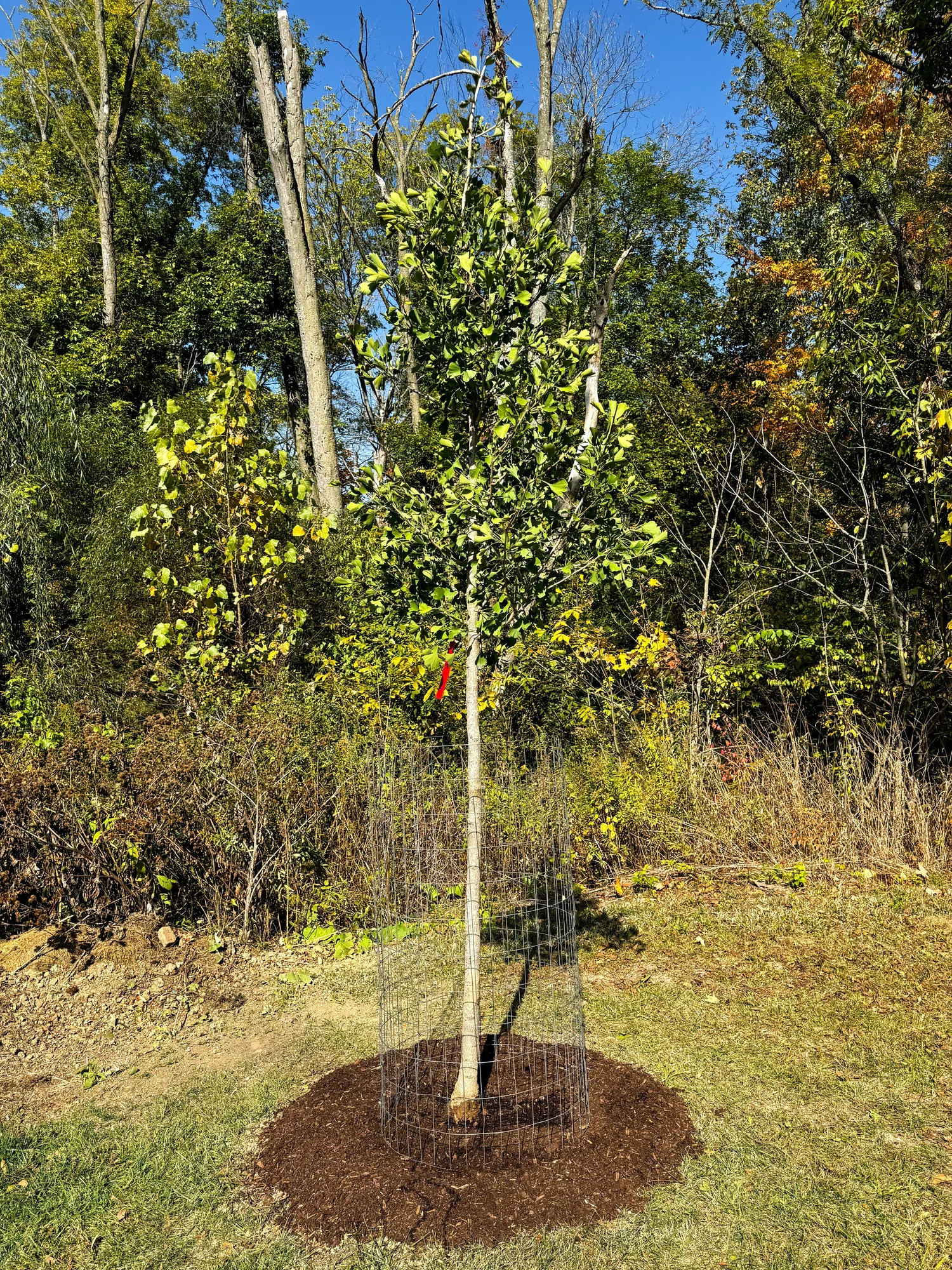 Russell Tree Experts — How to Plant a Balled-and-Burlapped Tree!