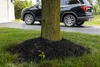 Russell Tree Experts — How to Mulch a Tree Ring with CRISP Edges!