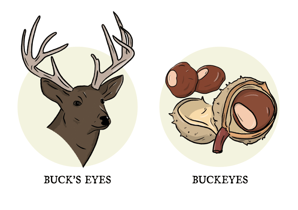 Russell Tree Experts — Why Are We "Buckeyes?"