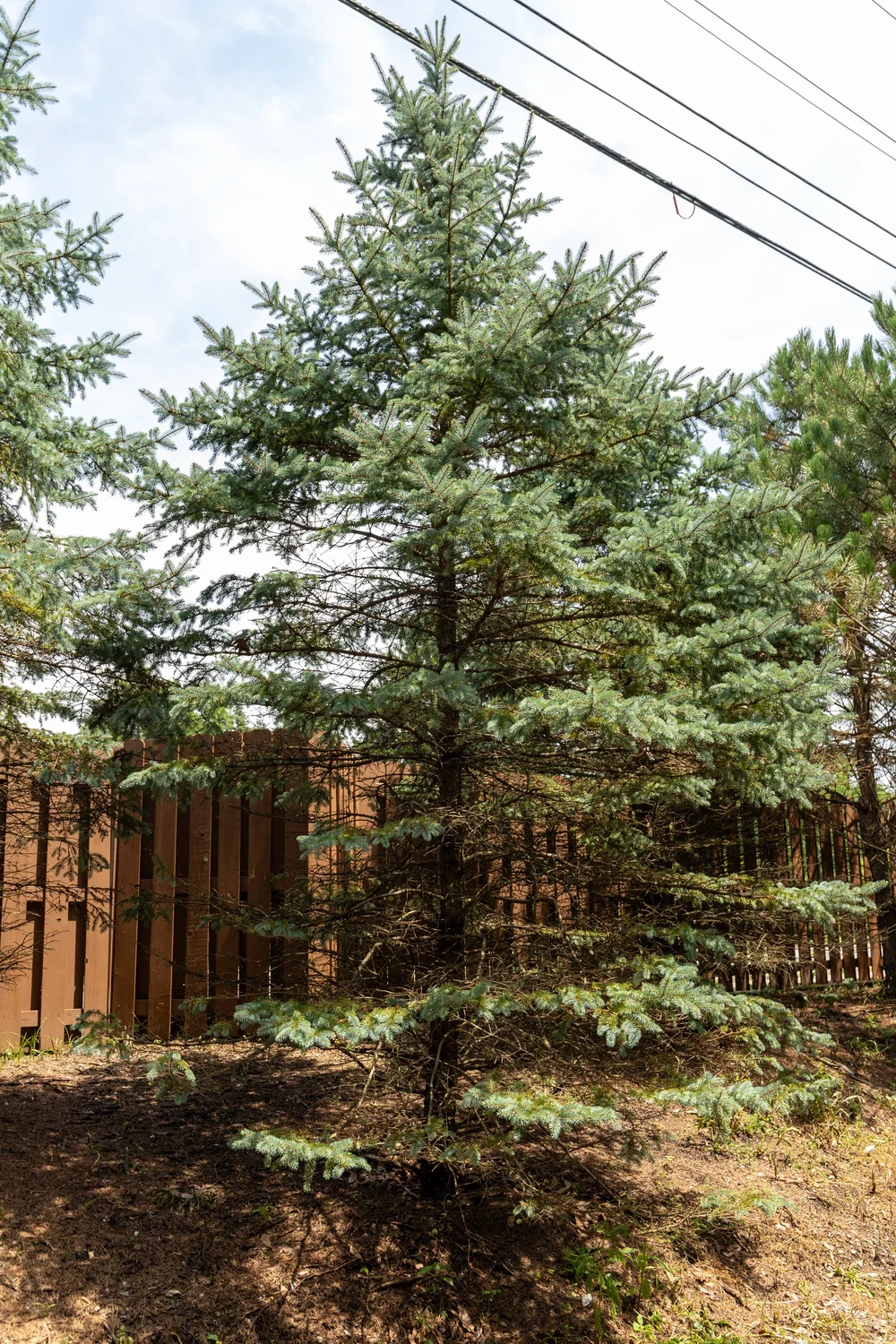 Russell Tree Experts — Rhizosphaera Needle Cast: Causes, Symptoms, and ...
