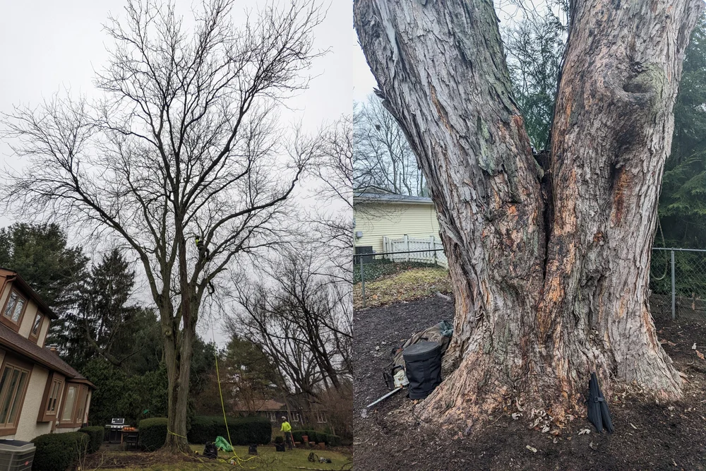 Russell Tree Experts — Anatomical Upgrades for Your Trees!