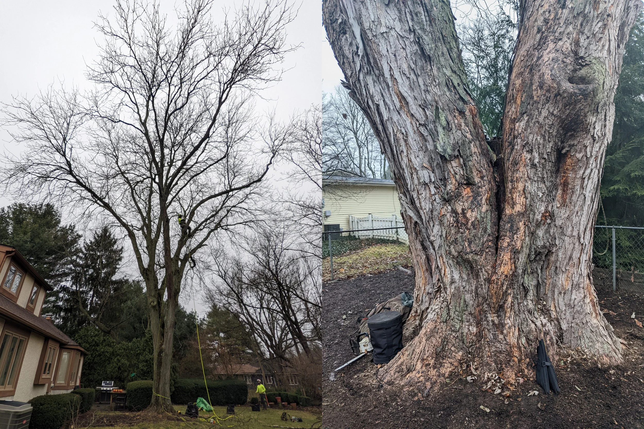 Russell Tree Experts — Anatomical Upgrades for Your Trees!