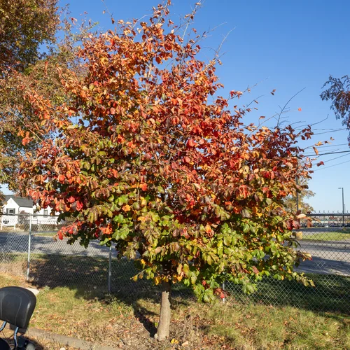 Russell Tree Experts — The Persian Parrotia