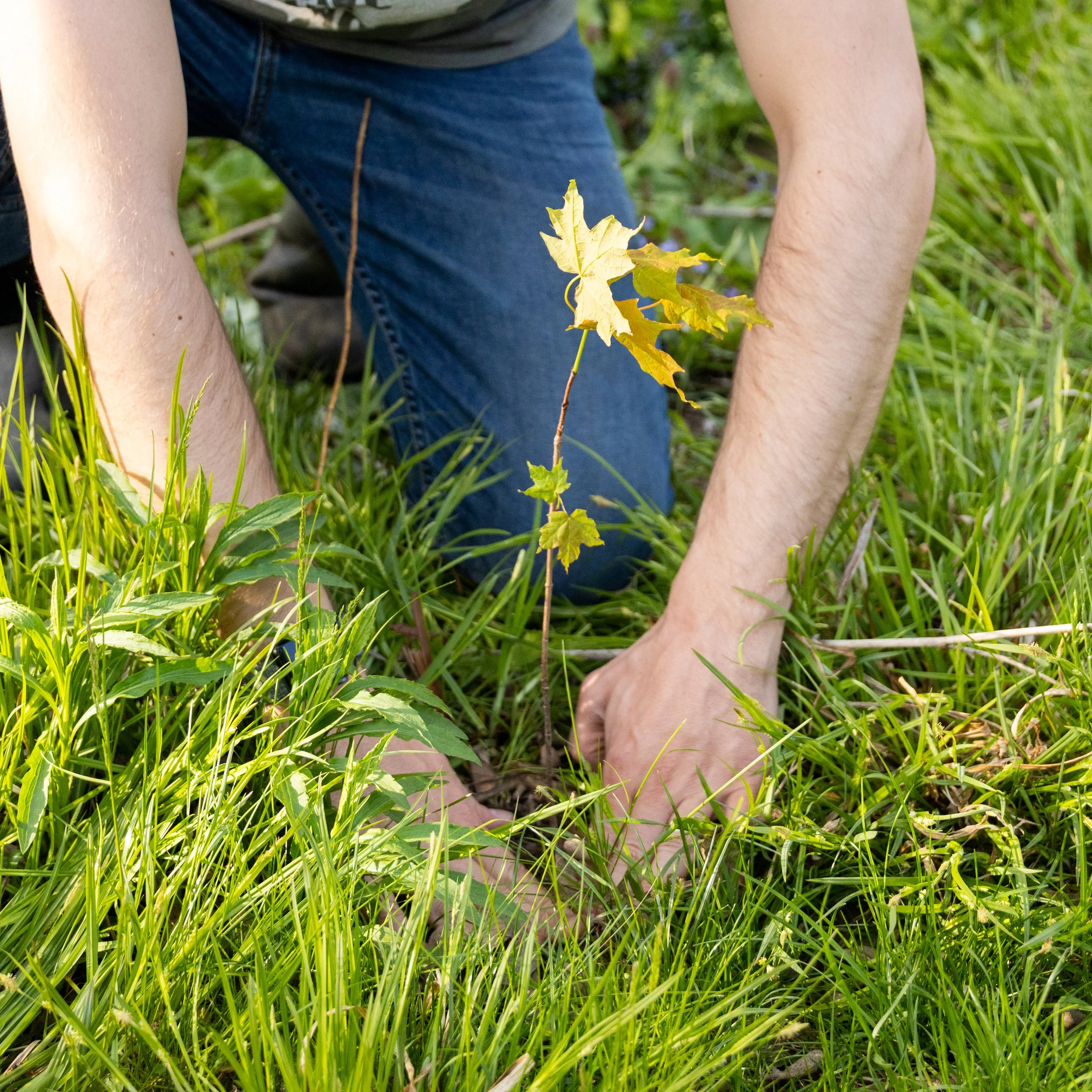 Russell Tree Experts — Giving Away 1000 Free Trees for Arbor day 2025!